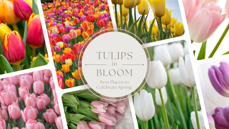 Tulips in Bloom: Best Places to Celebrate Spring Tulips Around NW Metro ...